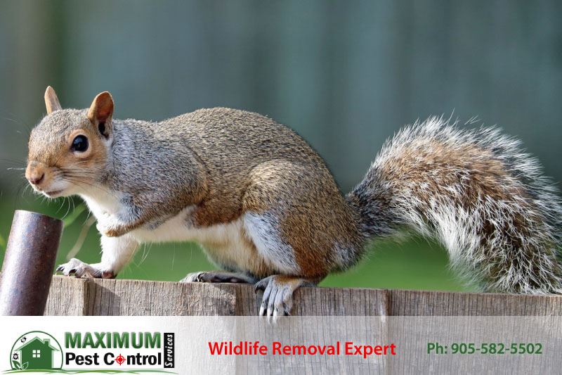 How To Get Rid Of Squirrels In Your Home - Maximum Pest Control Services