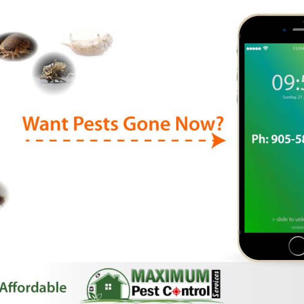 What is Green Pest Control? - Maximum Pest Control Services