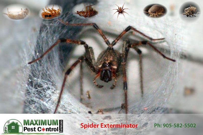 How to Stop Spider Infestations During the Winter Season - Maximum Pest ...