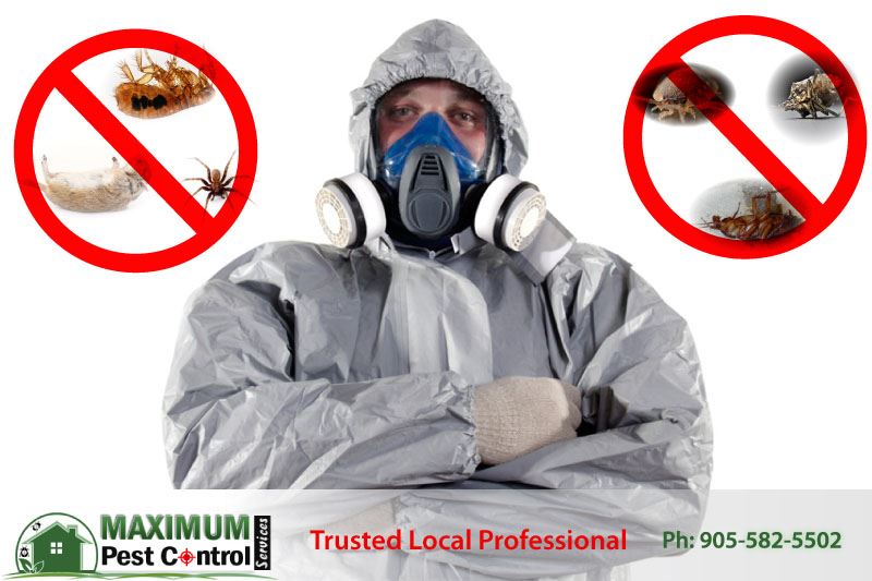Top Tips For Keeping Pests Out of Hotels - Maximum Pest Control Services