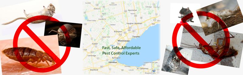 Rodent Pest Control Service Company - Maximum Pest Control Services