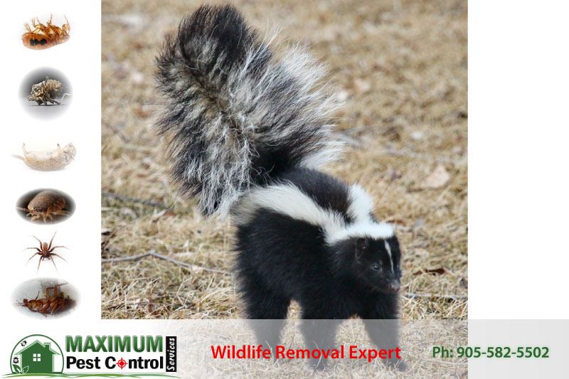 Skunk Removal Service Oakville Ontario - Maximum Pest Control Services