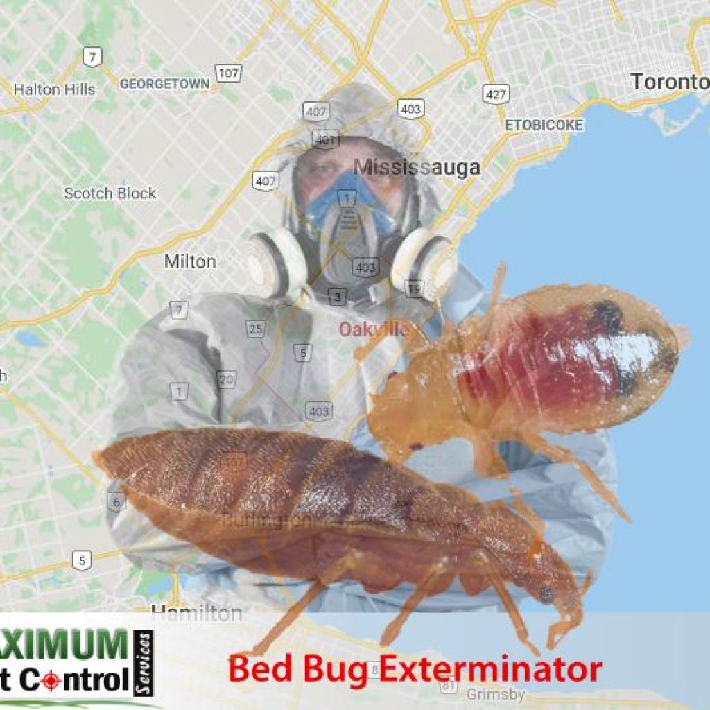 Oakville Bed bugs Exterminator (905) 582-5502 - Maximum Pest Control ...