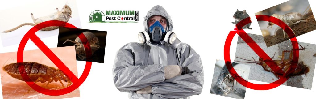 The Truth About Termites and Cedar: Myths vs. Facts