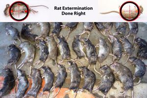 Rat Exterminator Hamilton - Maximum Pest Control Services