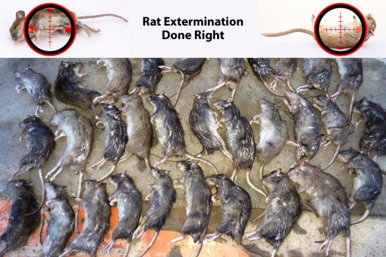 Rat Exterminator Hamilton - Maximum Pest Control Services