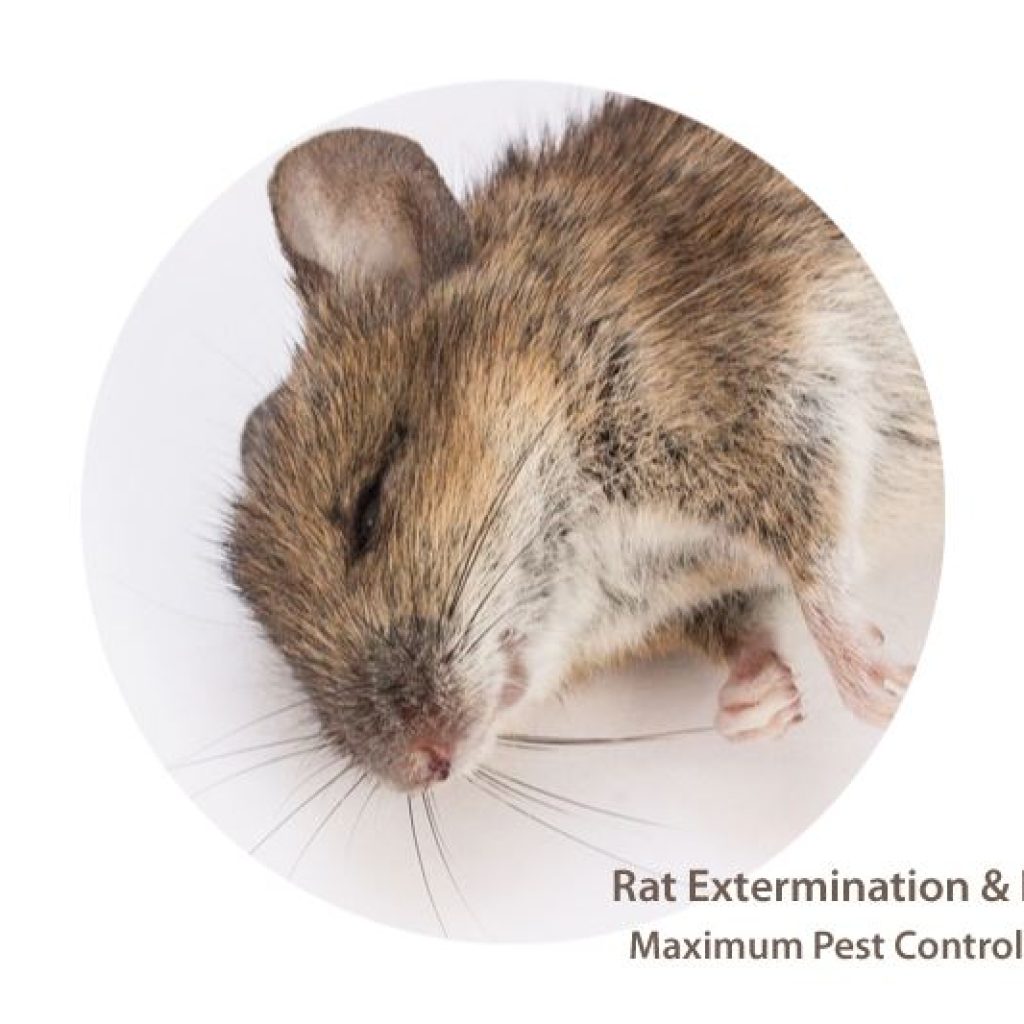 Rats and Mice The Battle Goes On - Maximum Pest Control Services