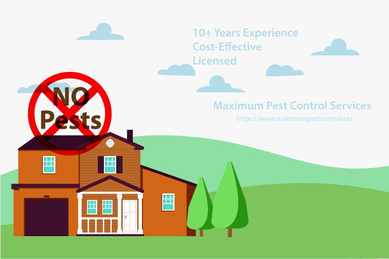 Proactive and Preventive Pest Control Solutions for Your Home - Maximum Pest Control Services