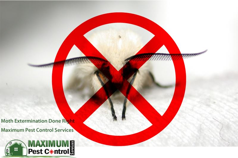 How to Protect Your Wardrobe from Clothes Moths - Maximum Pest Control ...