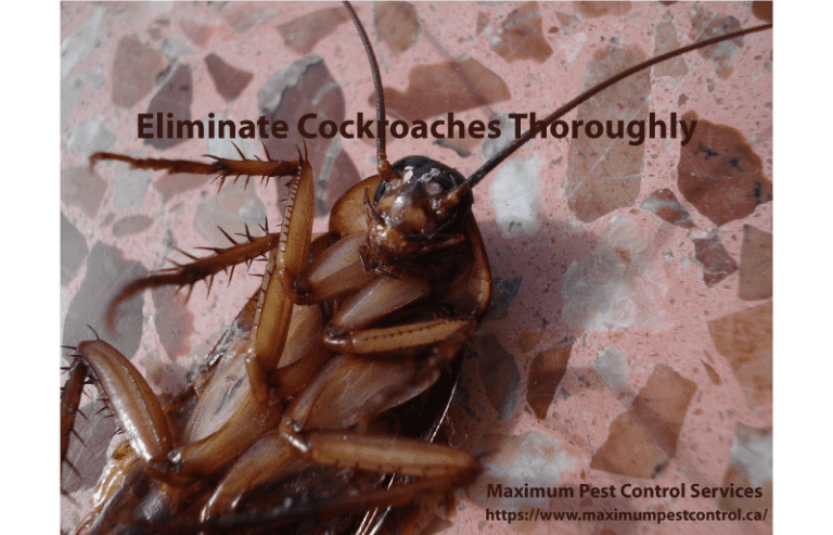 I Killed a Cockroach, Will It Attract More? - Maximum Pest Control Services