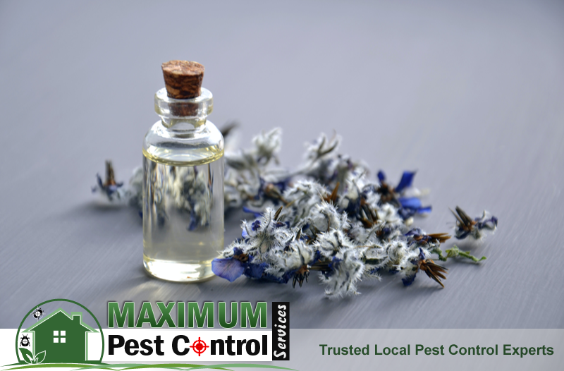 Can Essential Oils Act as an Effective Household Pest Control - Maximum ...
