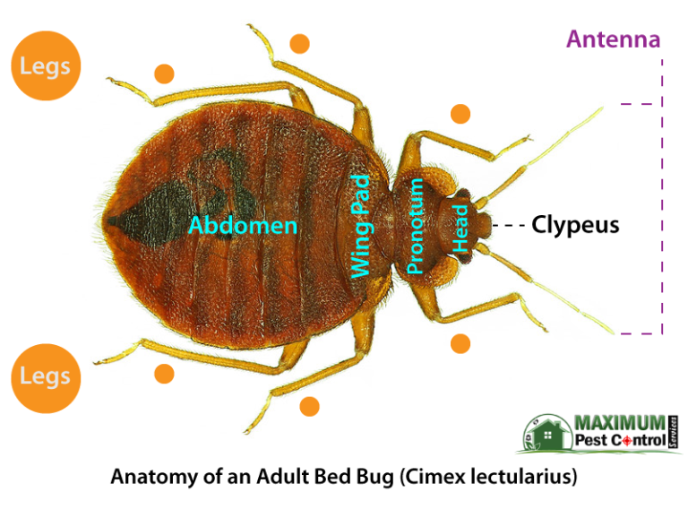 What are Bed Bugs and How Does Bed Bug Treatment Work - Maximum Pest ...