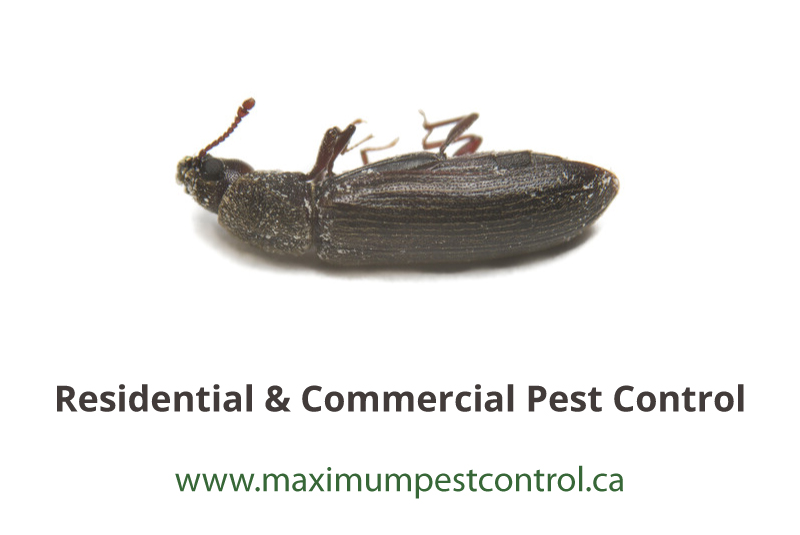 Powderpost Beetles - Maximum Pest Control Services