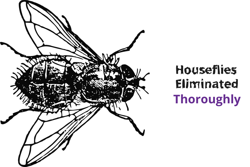 How to Deal With and Eliminate Houseflies? - Maximum Pest Control Services