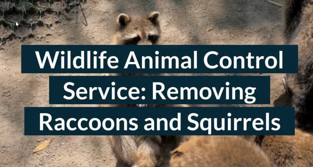 Everything You Need to Know Before Hiring Wildlife Pest Control Company ...