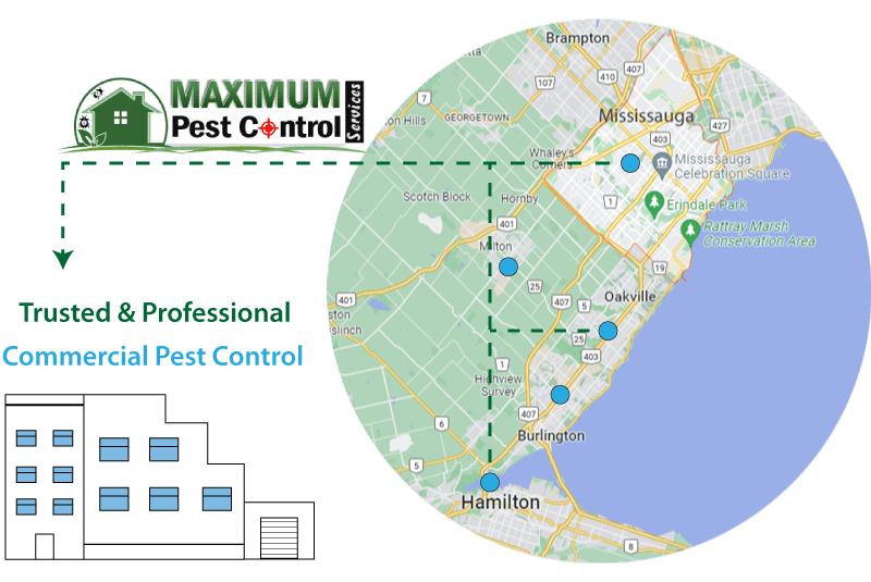 Guide to Choosing The Best Commercial Pest Control Service - Maximum ...