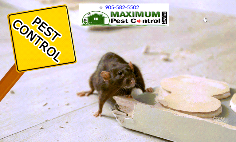 How Many Mice Is Too Many? Understanding Mice Infestation - Maximum ...