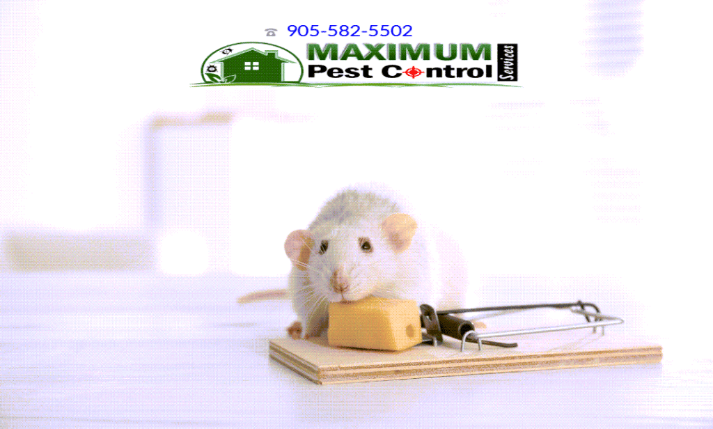 The Best Effective Guide to Mice Control Solutions That Work - Maximum ...