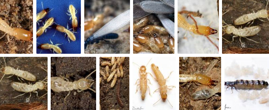 How to Identify Different Termite Species When You See Them - Maximum ...