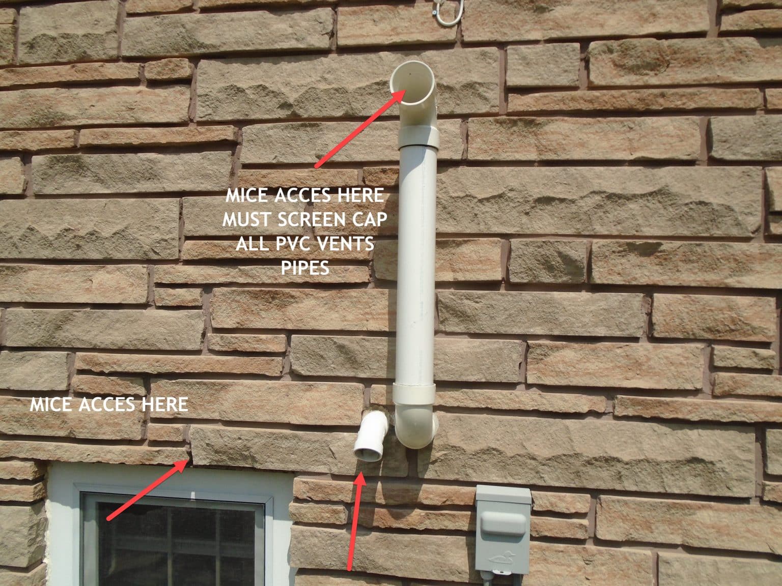 Mice in The Crawl Space? Here's What You Should Do! - Maximum Pest ...