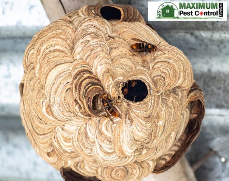Safeguard Your Home With Wasp Control Services - Maximum Pest Control ...