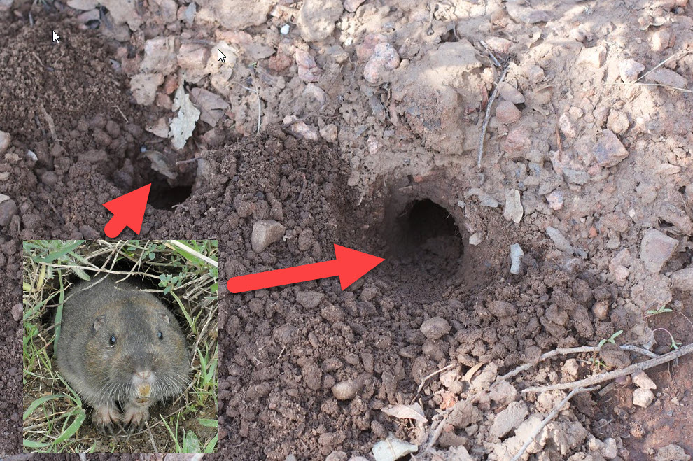 Gopher Damage Gopher Wire 101: How It Works And Why It's So Popular