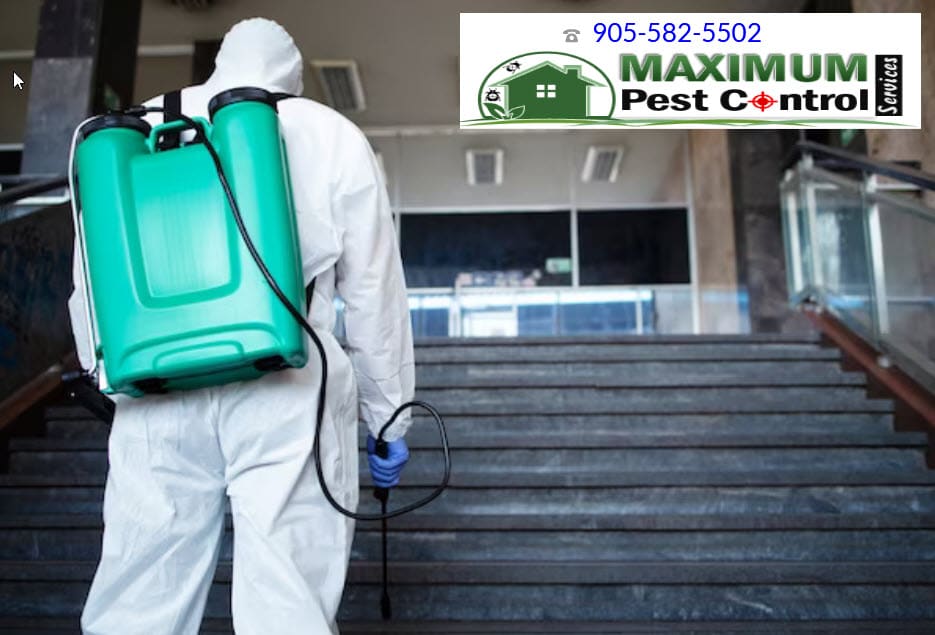 The Hidden Value of Annual Pest Inspections Explained