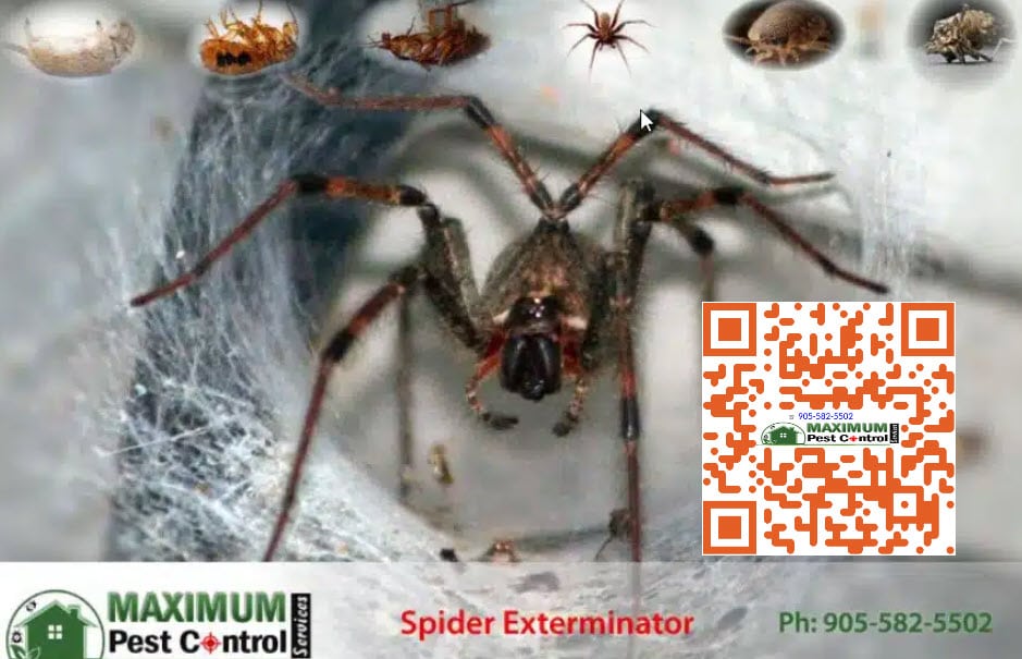 8 Smart Tricks to Keep Spiders Out of Your Storage Unit