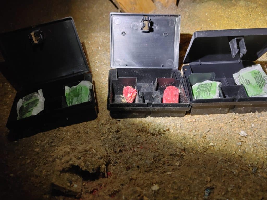 Prevent Winter Mouse Infestation in Your Attic