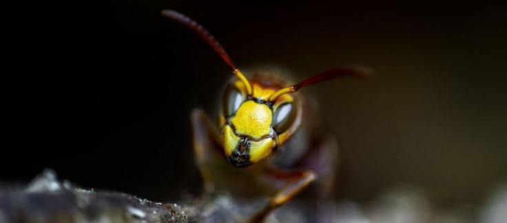 Wasps - Maximum Pest Control Services