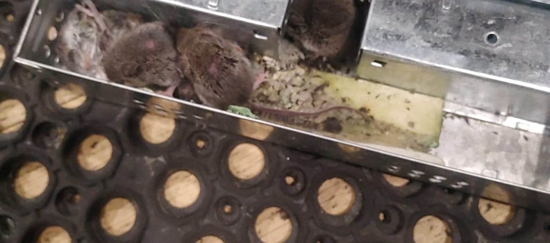 Rodent Control - Maximum Pest Control Services