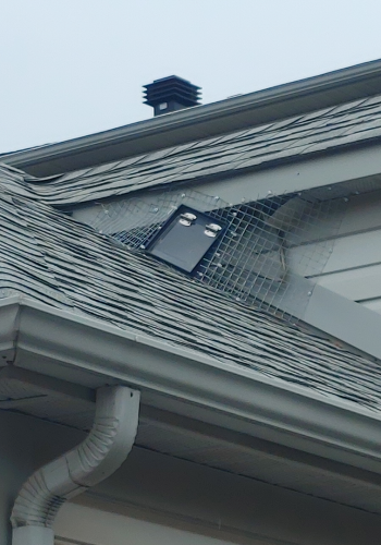 Maximum Pest Control Services - Affordable Pest Control Solutions